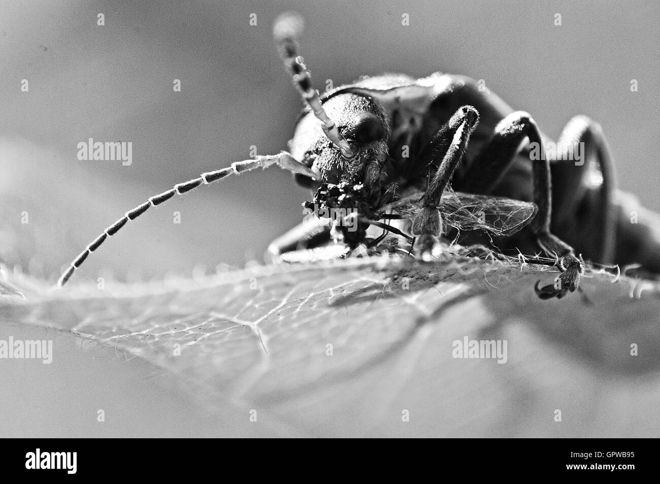 Bug with red eyes Black and White Stock Photos & Images - Alamy