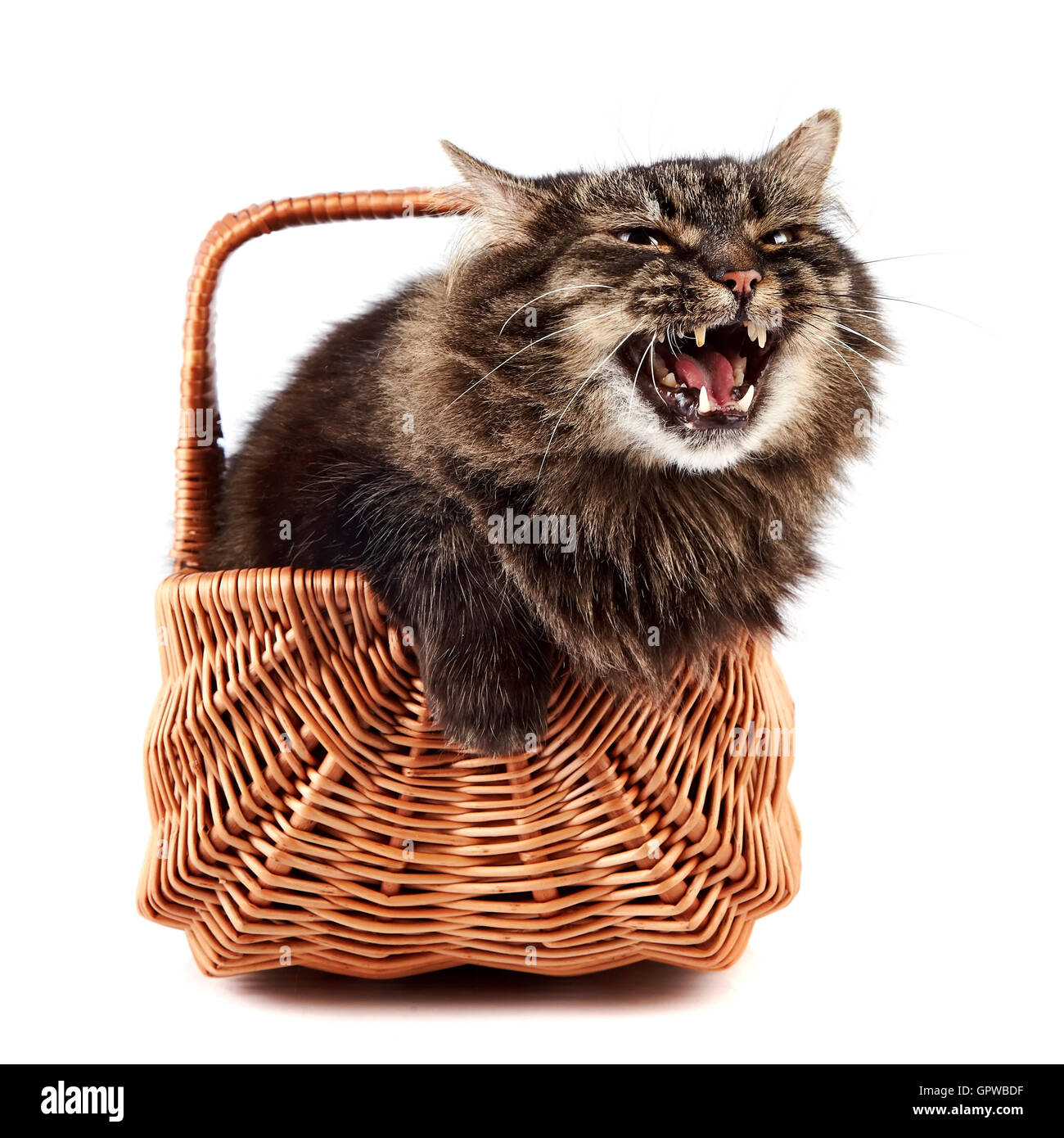 Mewing a fluffy cat in a wattled basket Stock Photo - Alamy