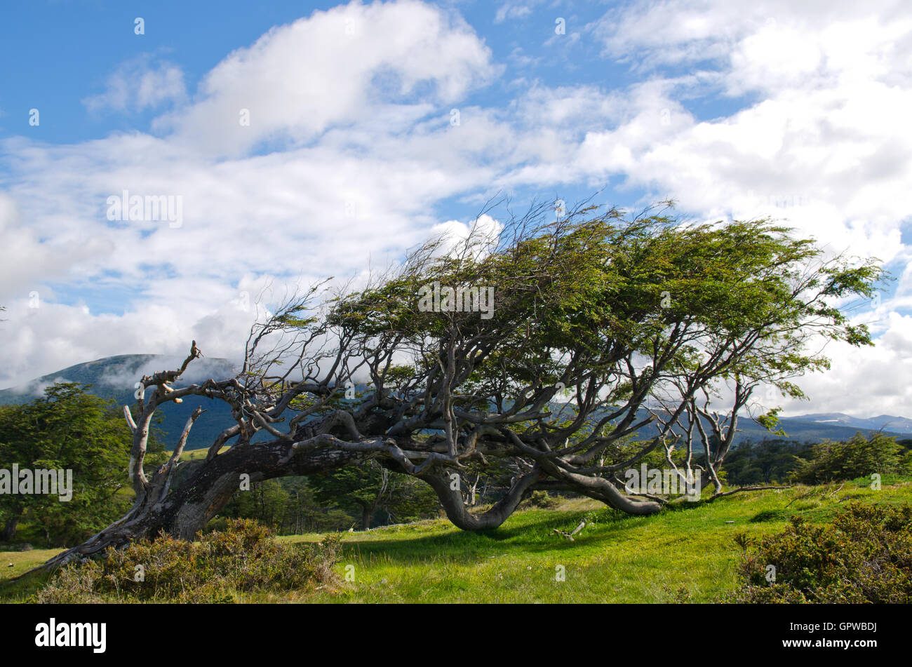 Wind warped hi-res stock photography and images - Alamy