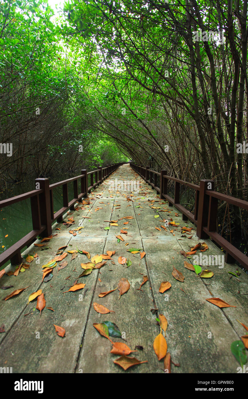 walkway in mangrove forest Stock Photo - Alamy