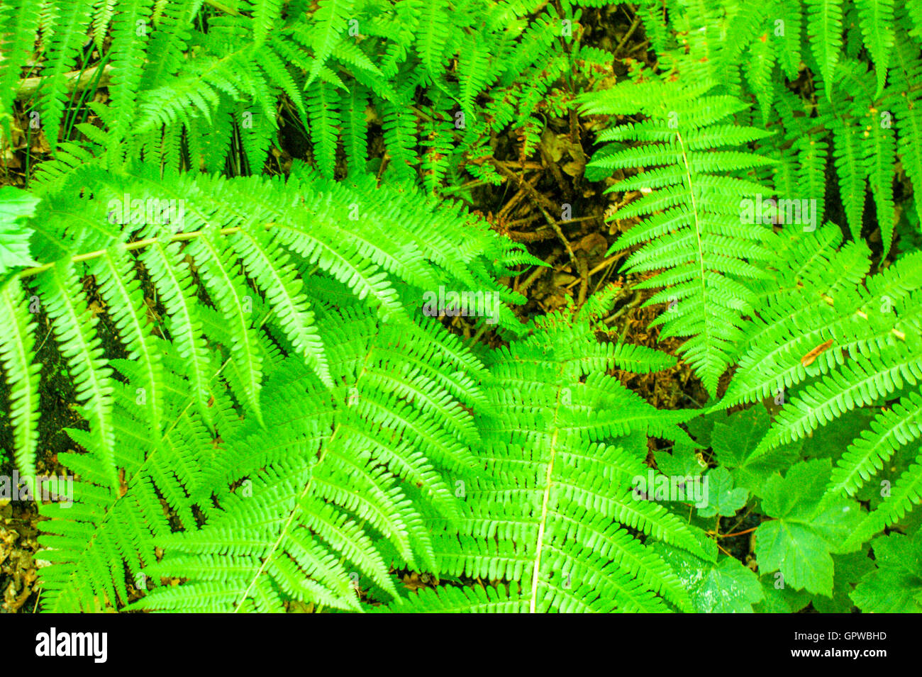 An image of plant Stock Photo - Alamy