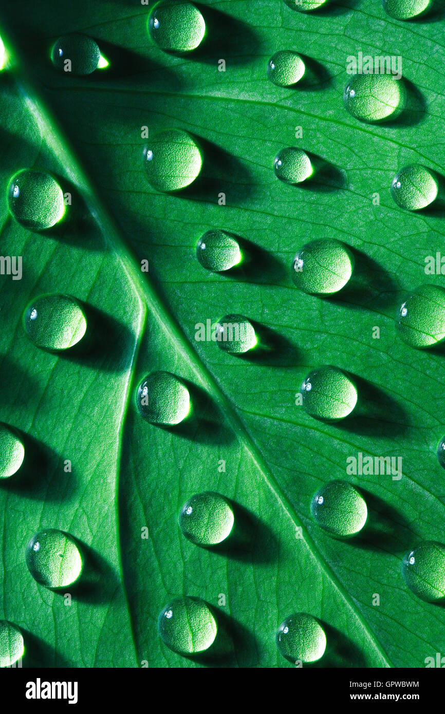 Drops Of Water On Leaf Stock Photo - Alamy