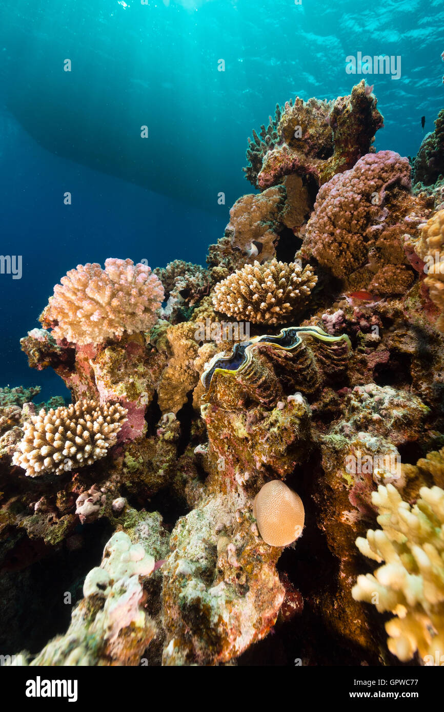 Giant clam and tropical reef in the Red Sea Stock Photo - Alamy