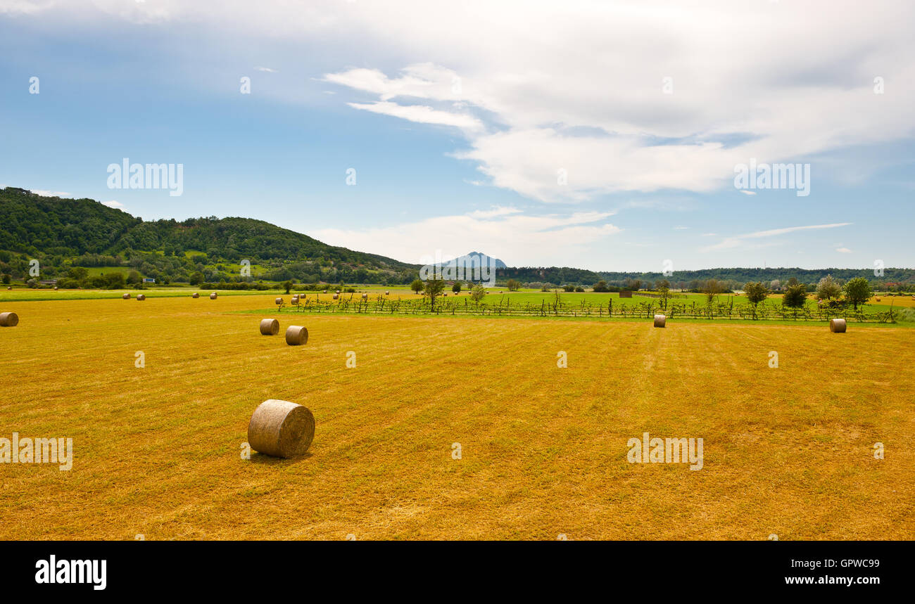Wheat and Vine Stock Photo - Alamy