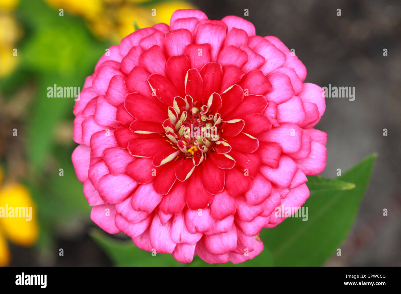 Zinnia flowers in the garden Stock Photo - Alamy