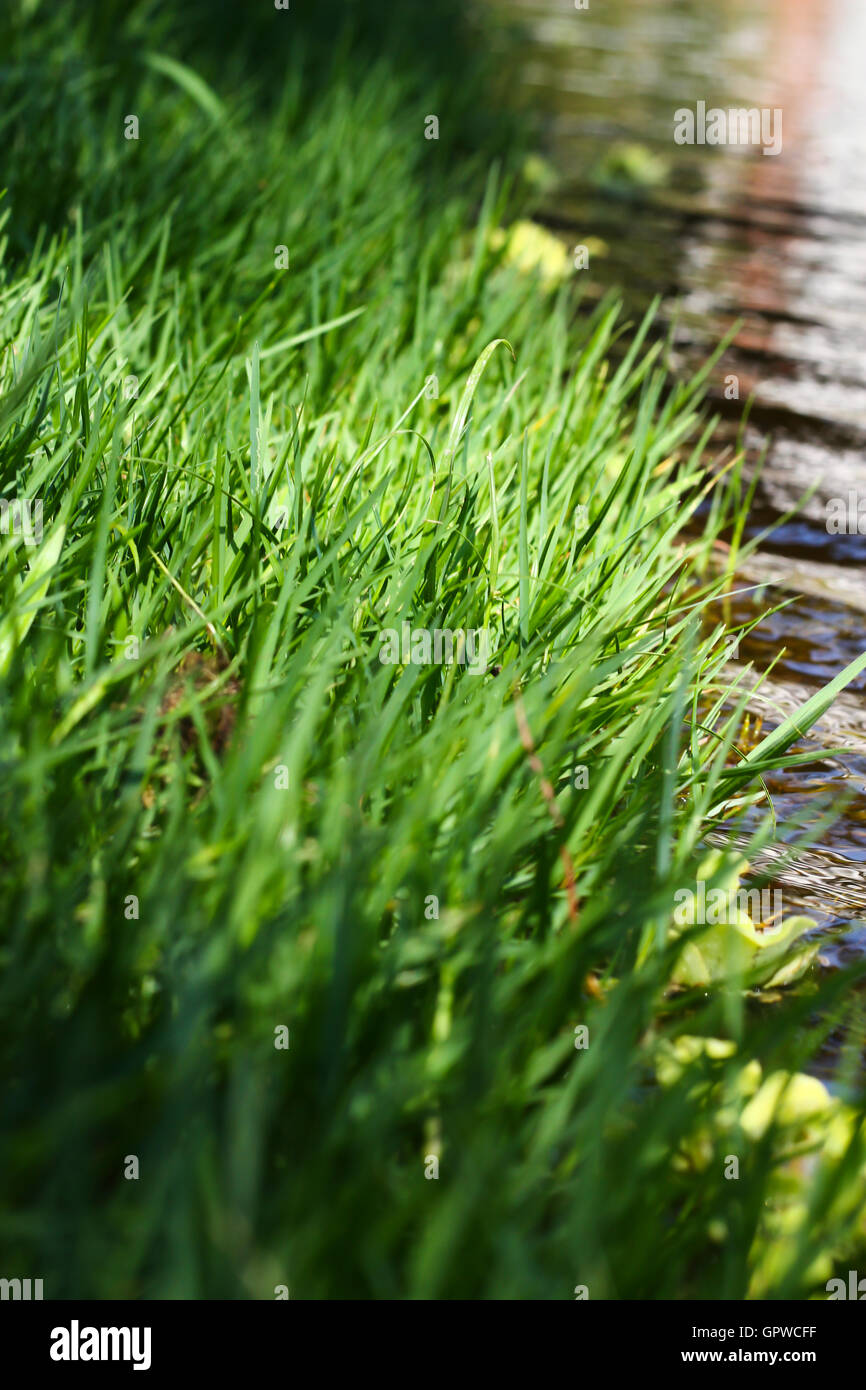 green grass waterfront Stock Photo - Alamy