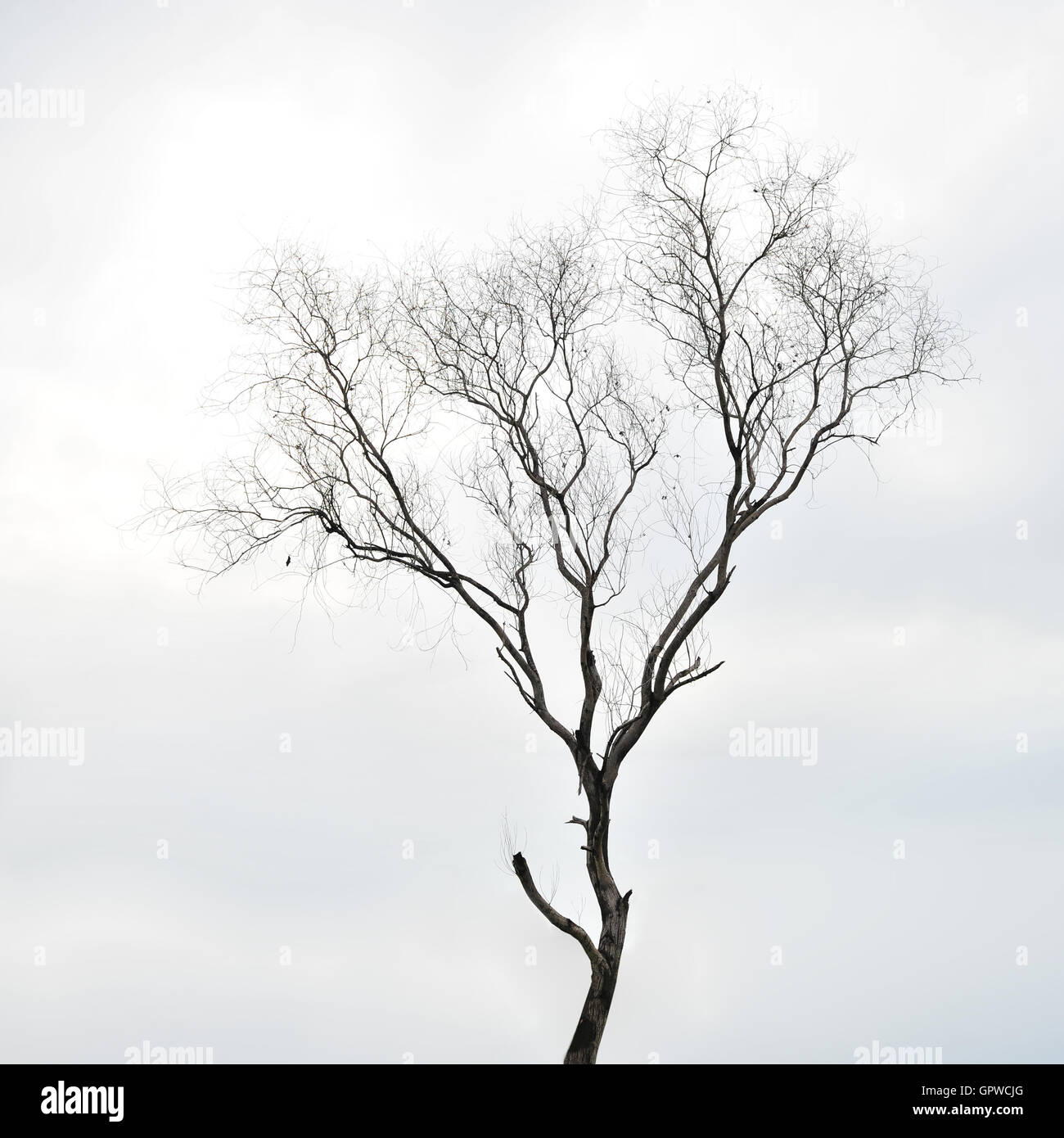 Dead tree silhouette isolated hi-res stock photography and images - Alamy