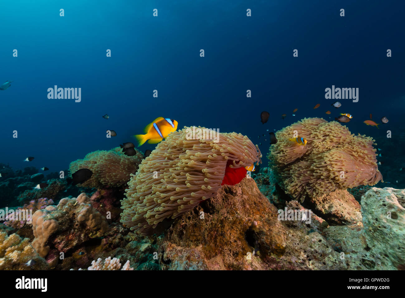 Magnificent anemone and anemonefish in the Red Sea Stock Photo - Alamy