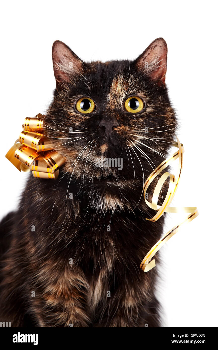 Portrait of a cat with a gold bow Stock Photo - Alamy