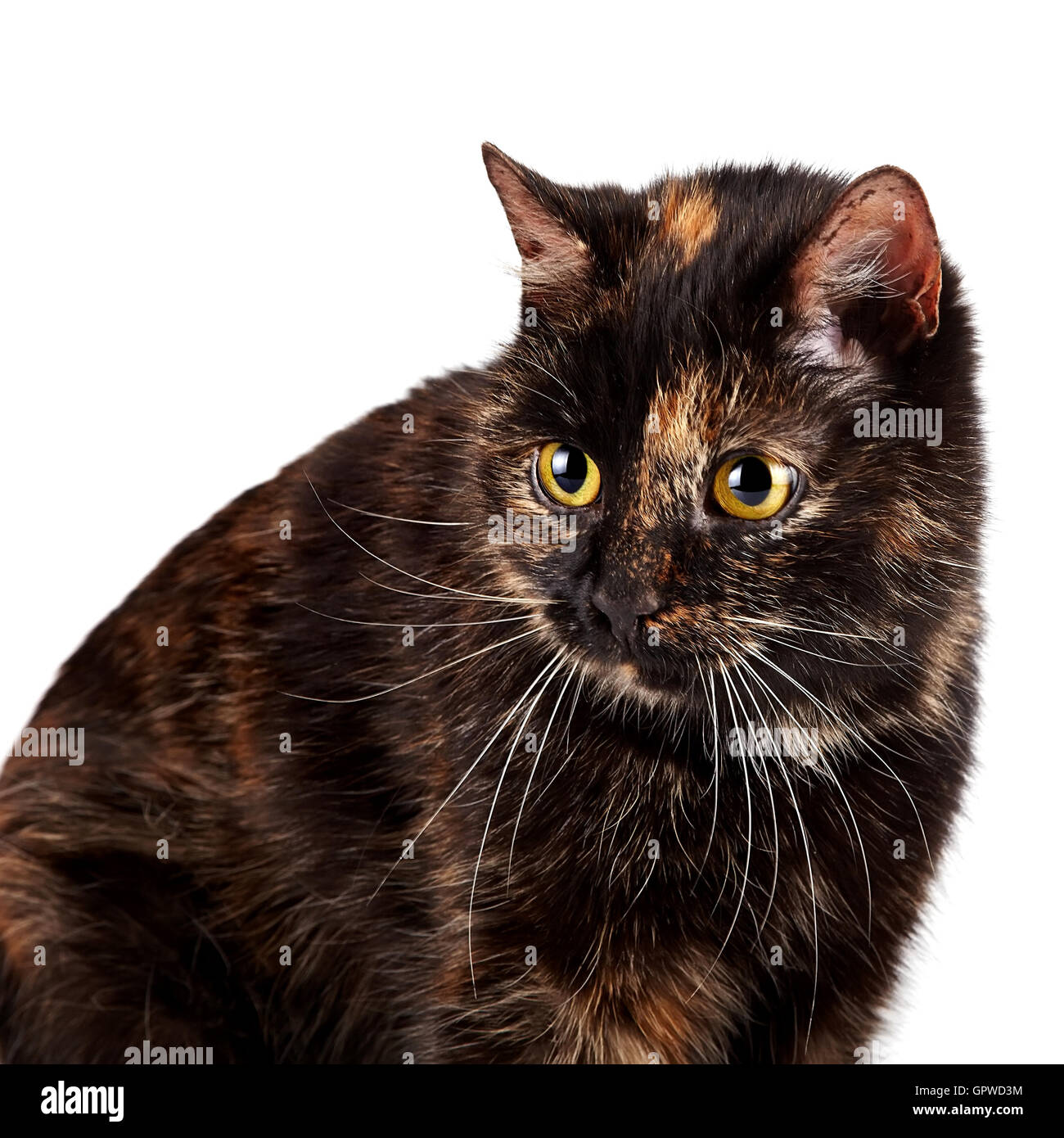 Portrait of a beautiful cat Stock Photo - Alamy