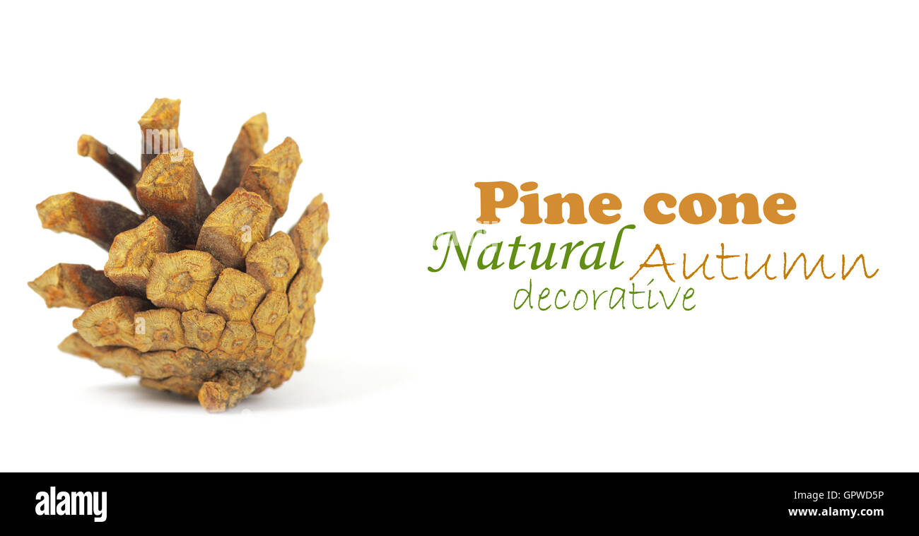Pine cone isolated on white, clipping path included Stock Photo - Alamy
