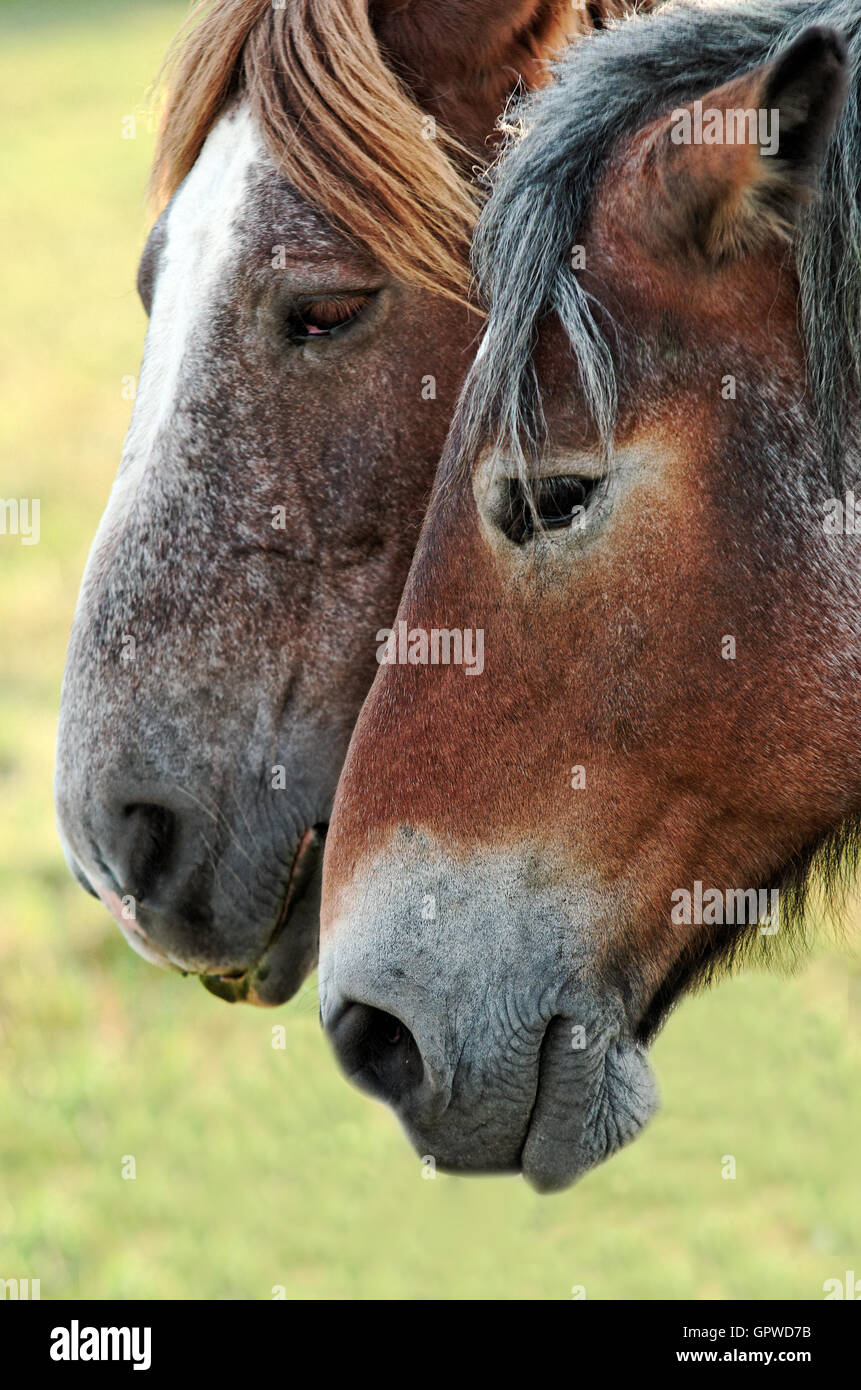 Two head horse hi-res stock photography and images - Alamy