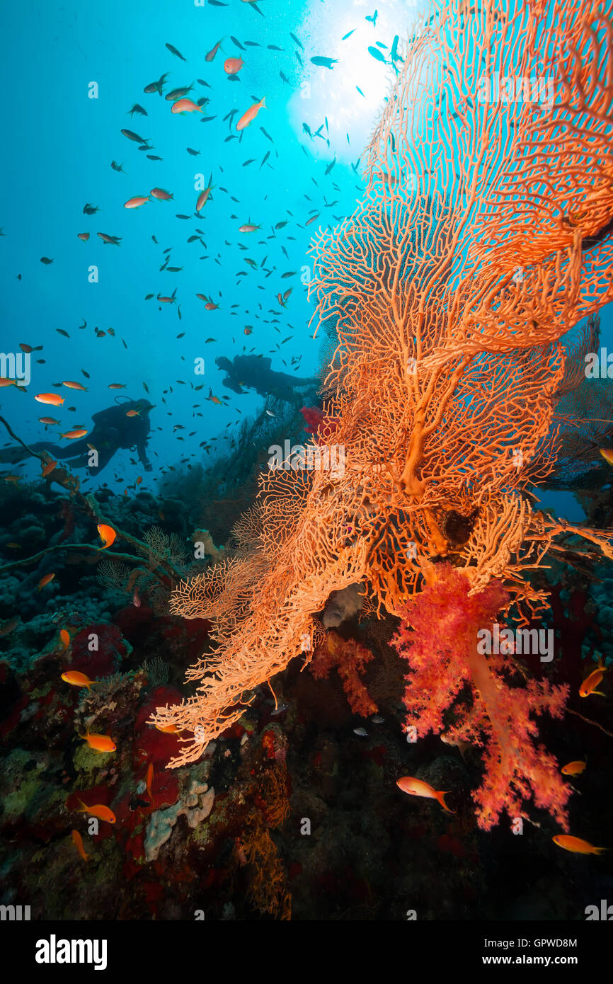 Sea fan and divers in the Red Sea Stock Photo - Alamy