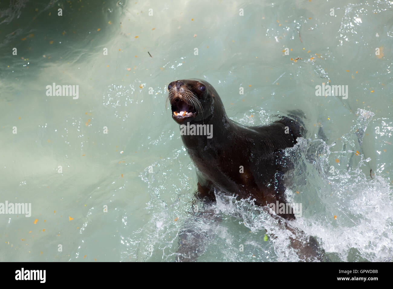 Skin of seal hi-res stock photography and images - Alamy
