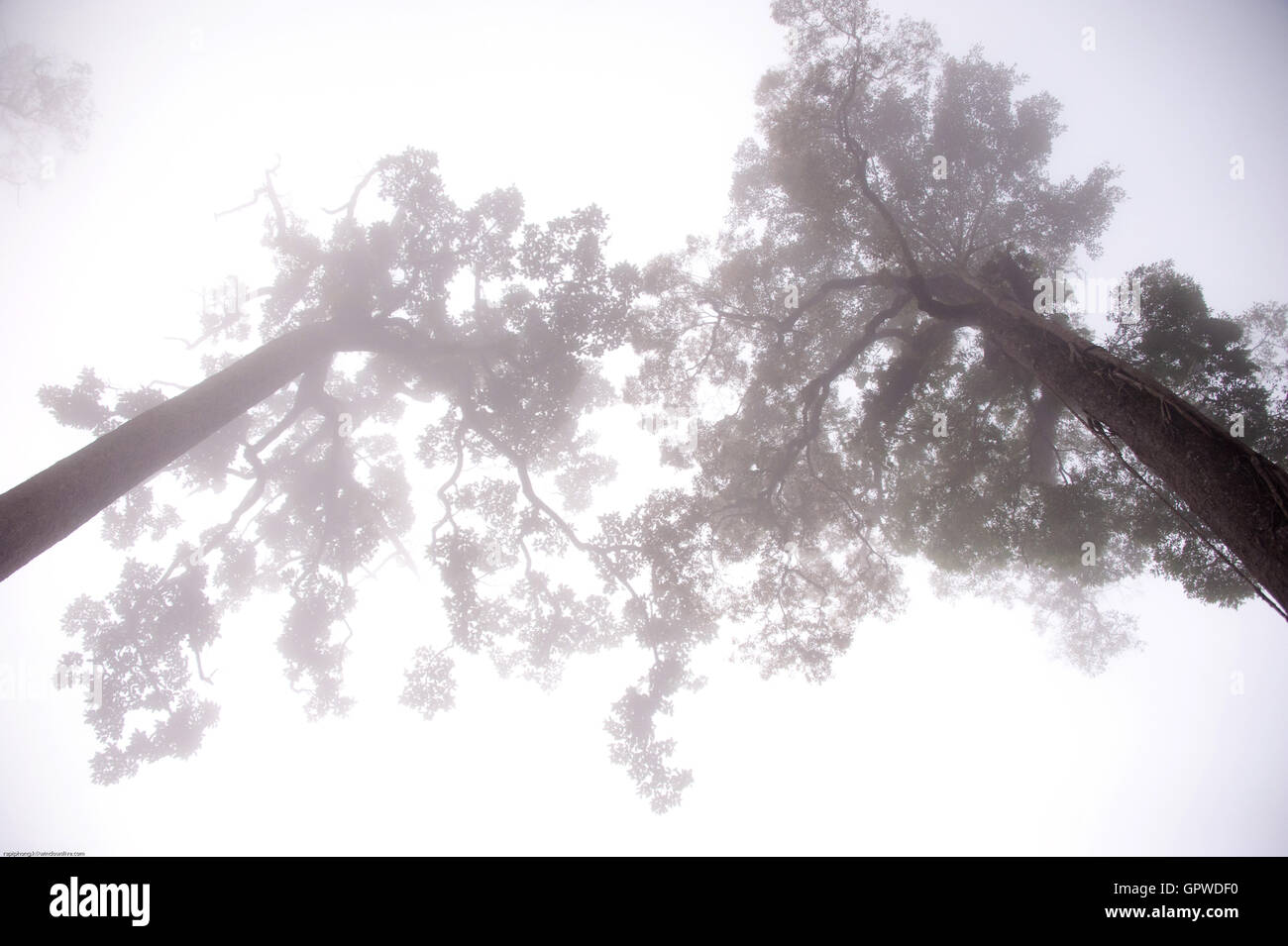 Big trees in the mist Stock Photo - Alamy