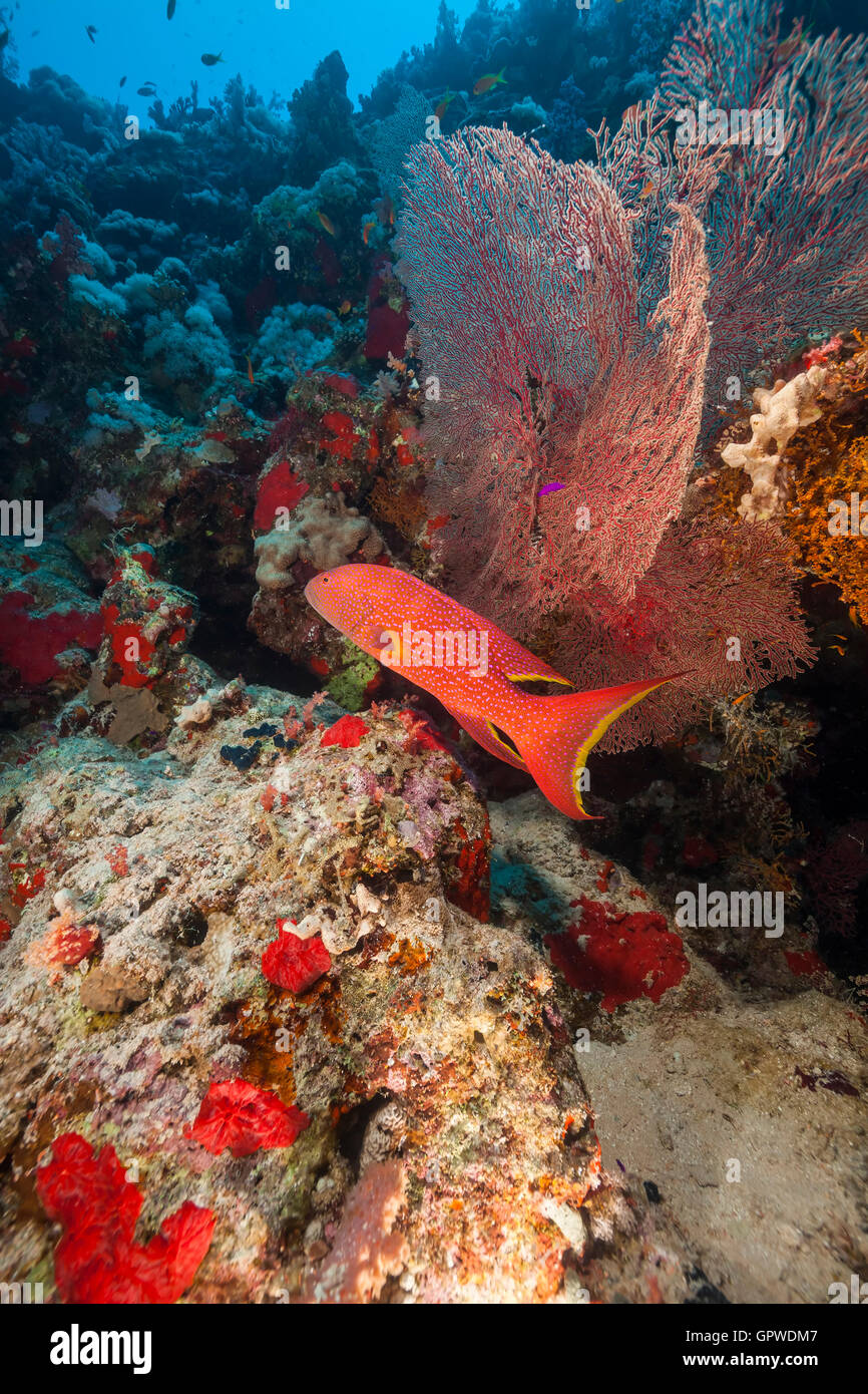 Fish and tropical reef in the Red Sea Stock Photo - Alamy