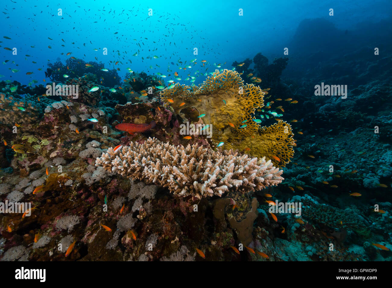 Tropical reef and fish in the Red Sea Stock Photo - Alamy