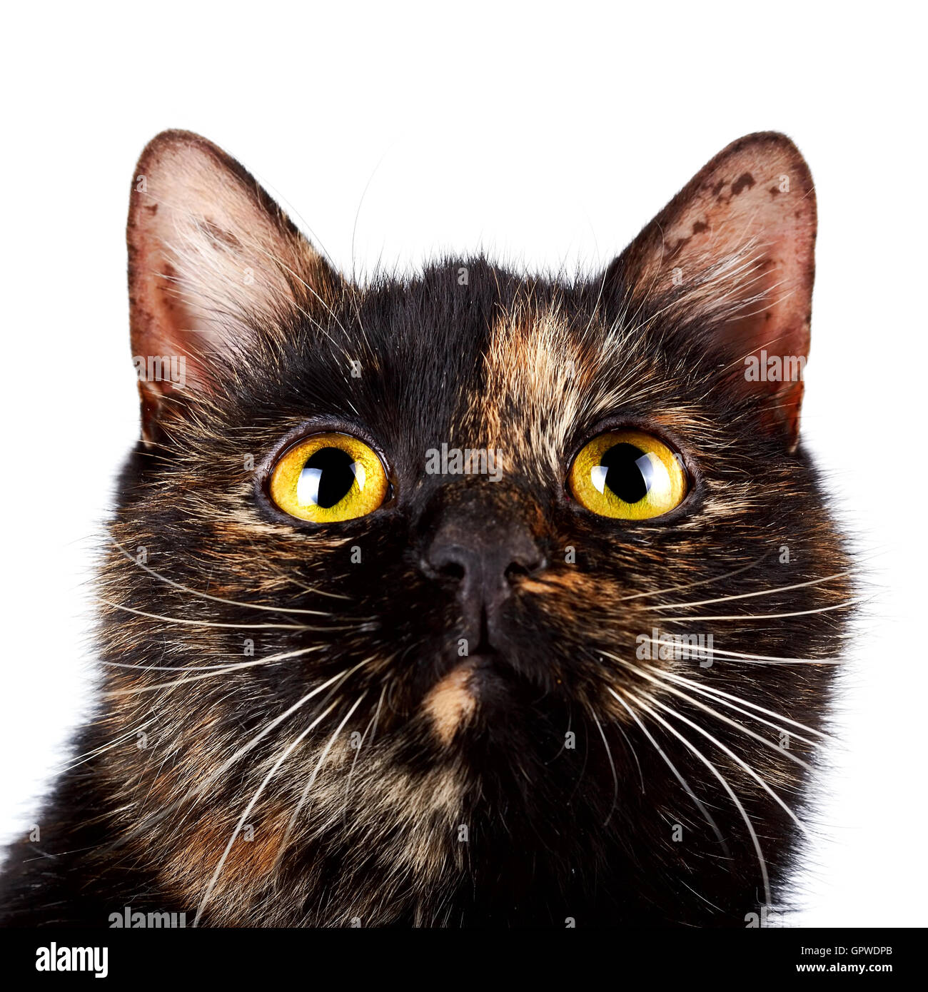 Multi color cat hi-res stock photography and images - Alamy