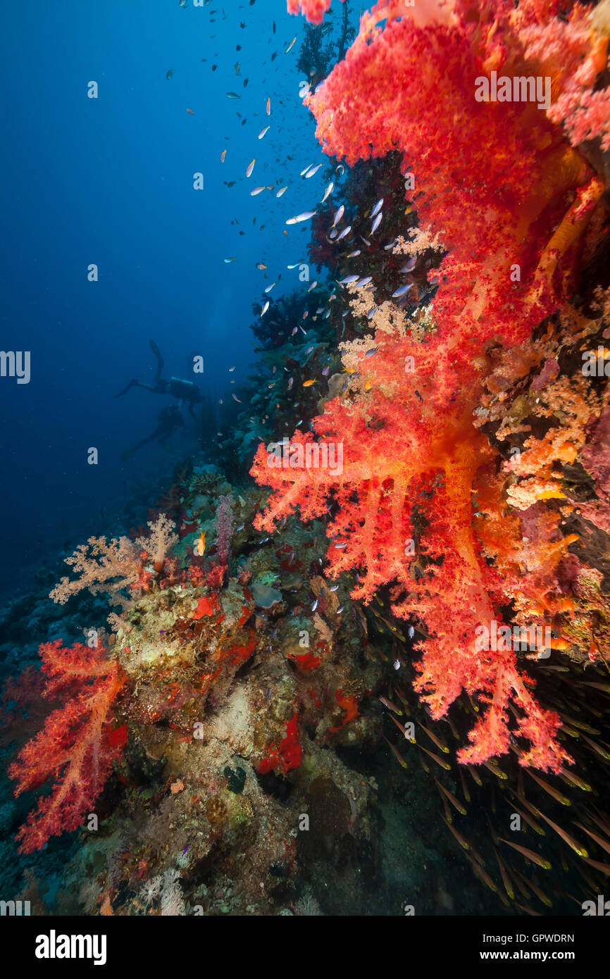 Fish and tropical reef in the Red Sea Stock Photo - Alamy
