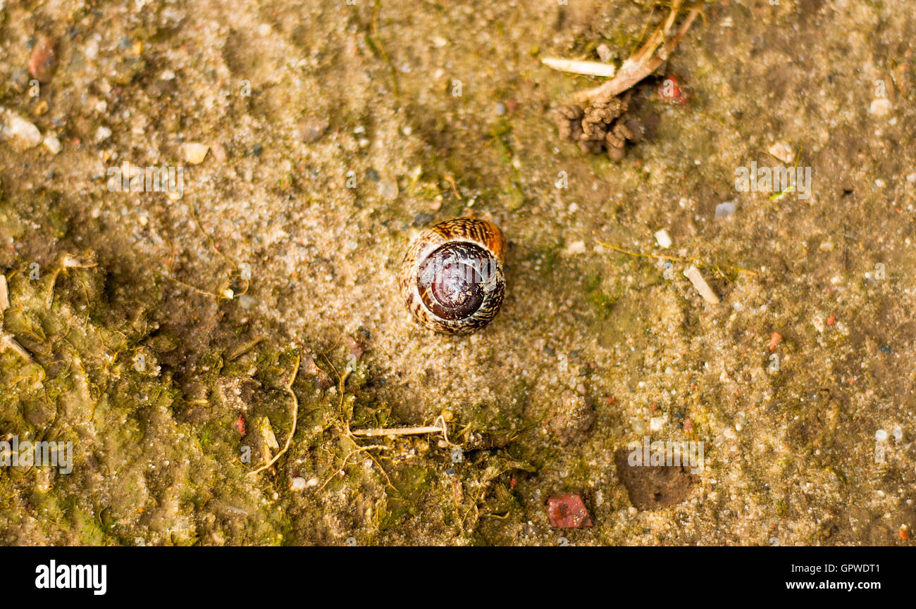 Sea snail spiral shell hi-res stock photography and images - Alamy