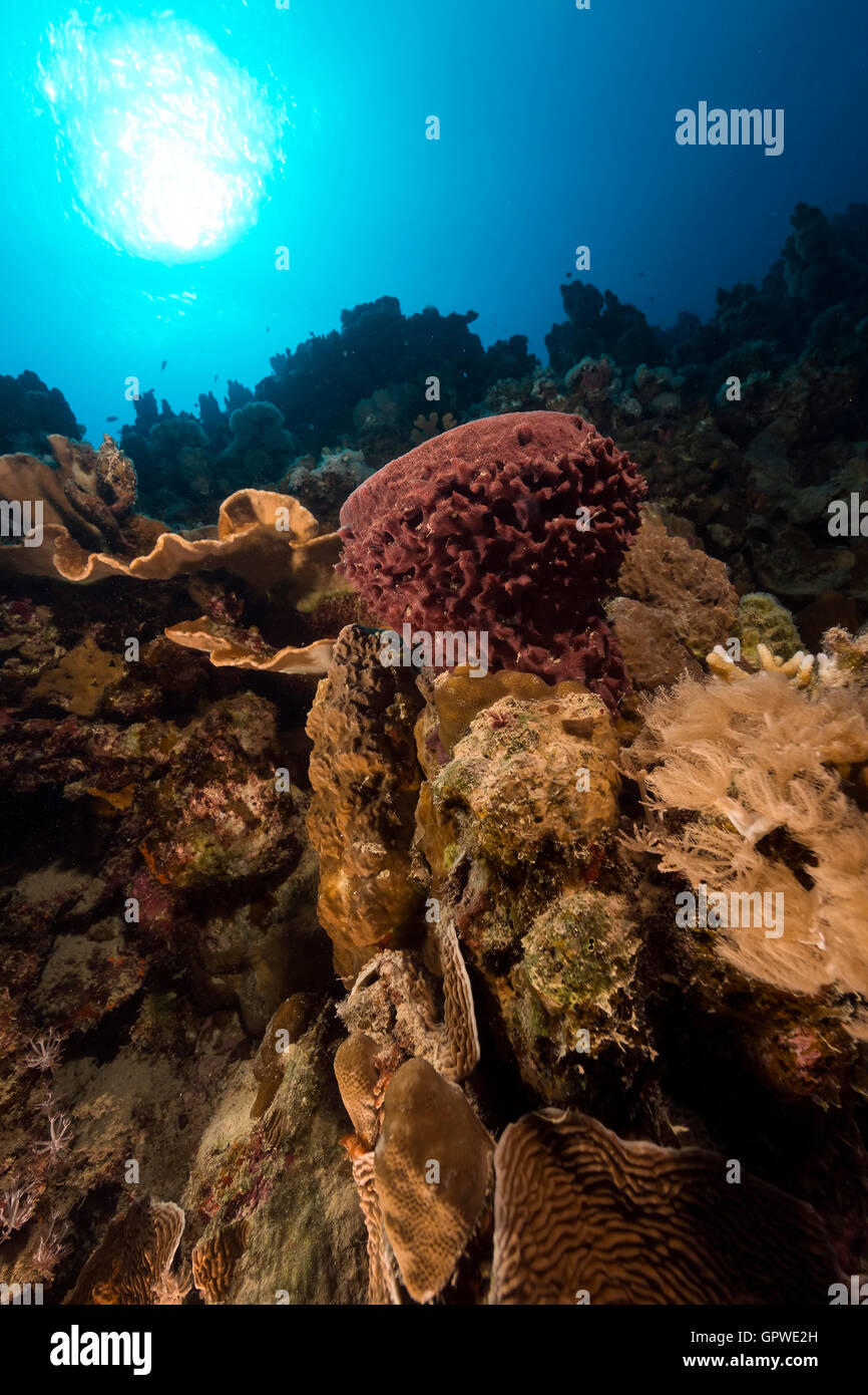 Blue tube sponge hi-res stock photography and images - Alamy