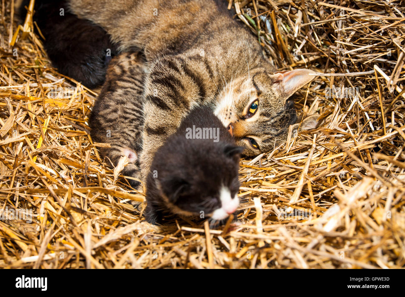 Boy with barn cats hi-res stock photography and images - Alamy