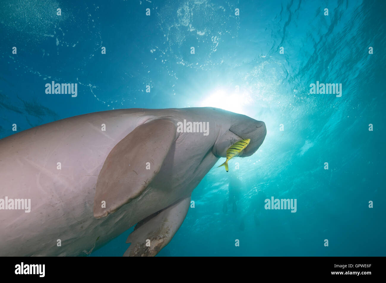 Dugong (dugong dugon) or seacow in the Red Sea Stock Photo - Alamy