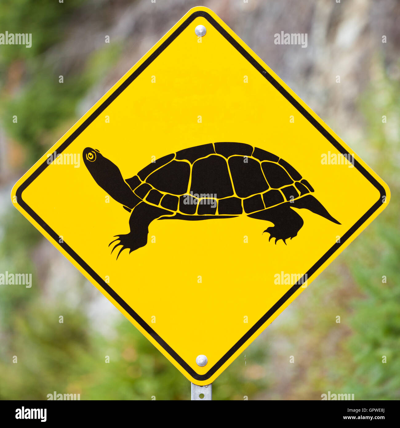Turtle crossing sign hi-res stock photography and images - Alamy Turtle crossing sign hi-res stock photography and images - Alamy