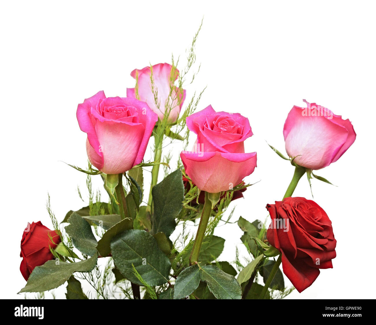 Pink roses on a white background Stock Photo - Alamy