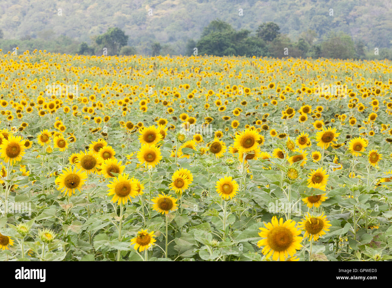 Detail of a field with many sunflowers in sunlight with shallow Stock ...
