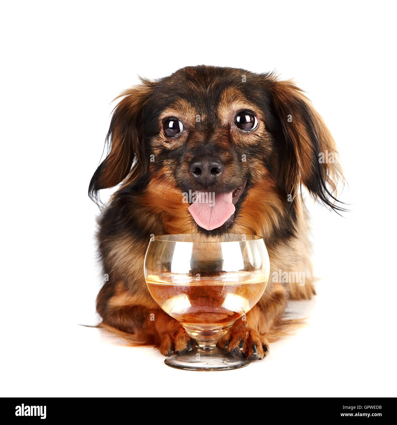 Decorative dog with a glass Stock Photo - Alamy