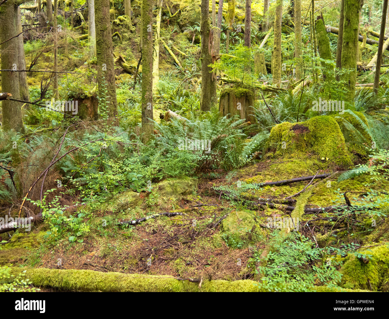 Lush green secondary rainforest grove in BC Canada Stock Photo - Alamy