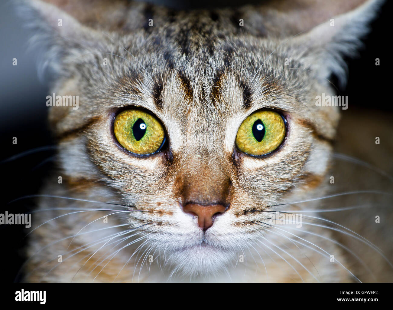 Common cat breed hi-res stock photography and images - Alamy