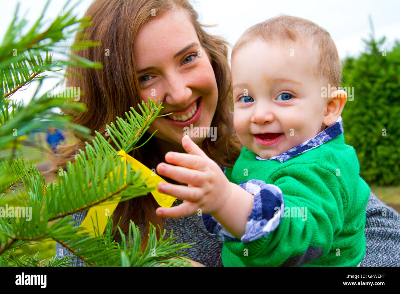 Christmas Tree Farm Portraits Stock Photo - Alamy