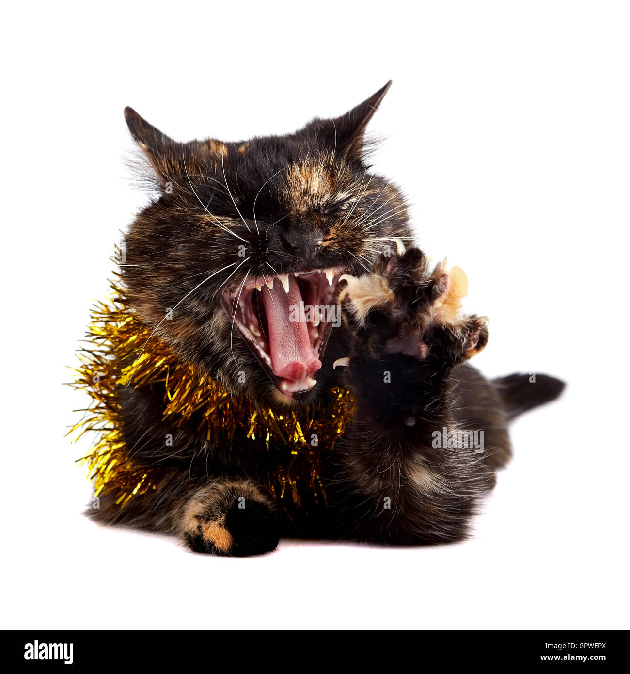 Mewing cat hi-res stock photography and images - Alamy