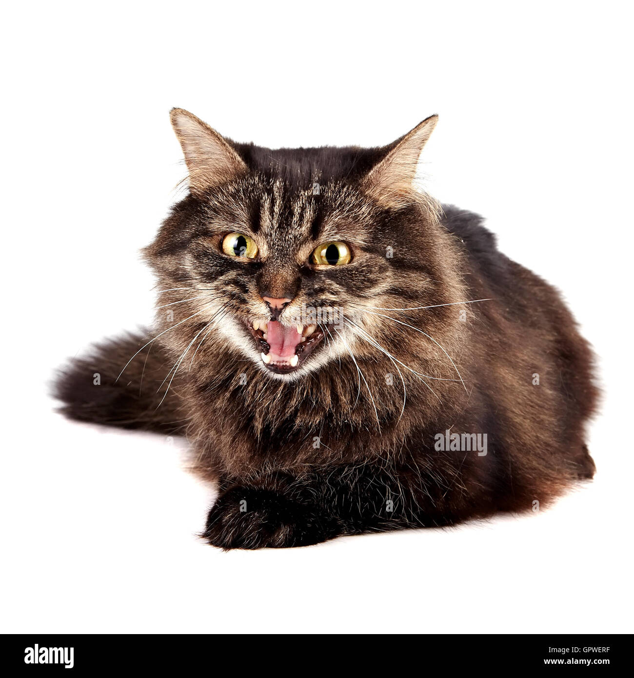 Mewing cat hi-res stock photography and images - Alamy