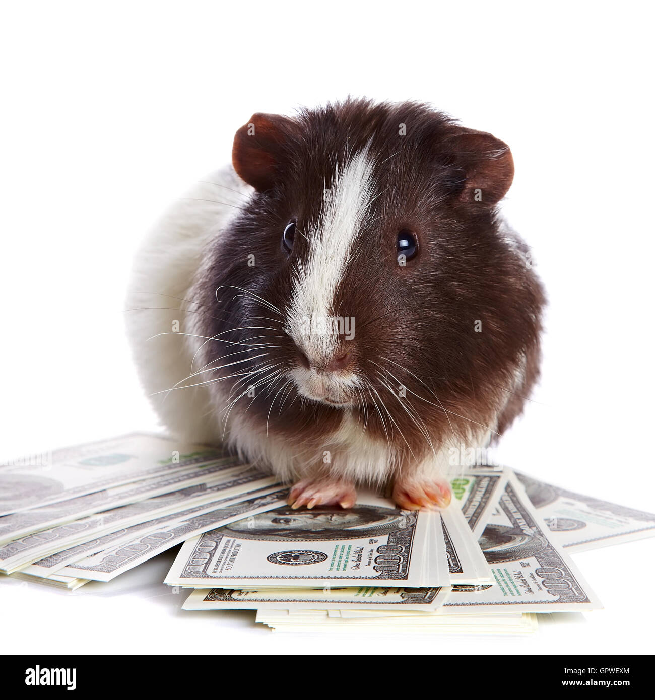 guinea pig and dollars Stock Photo - Alamy