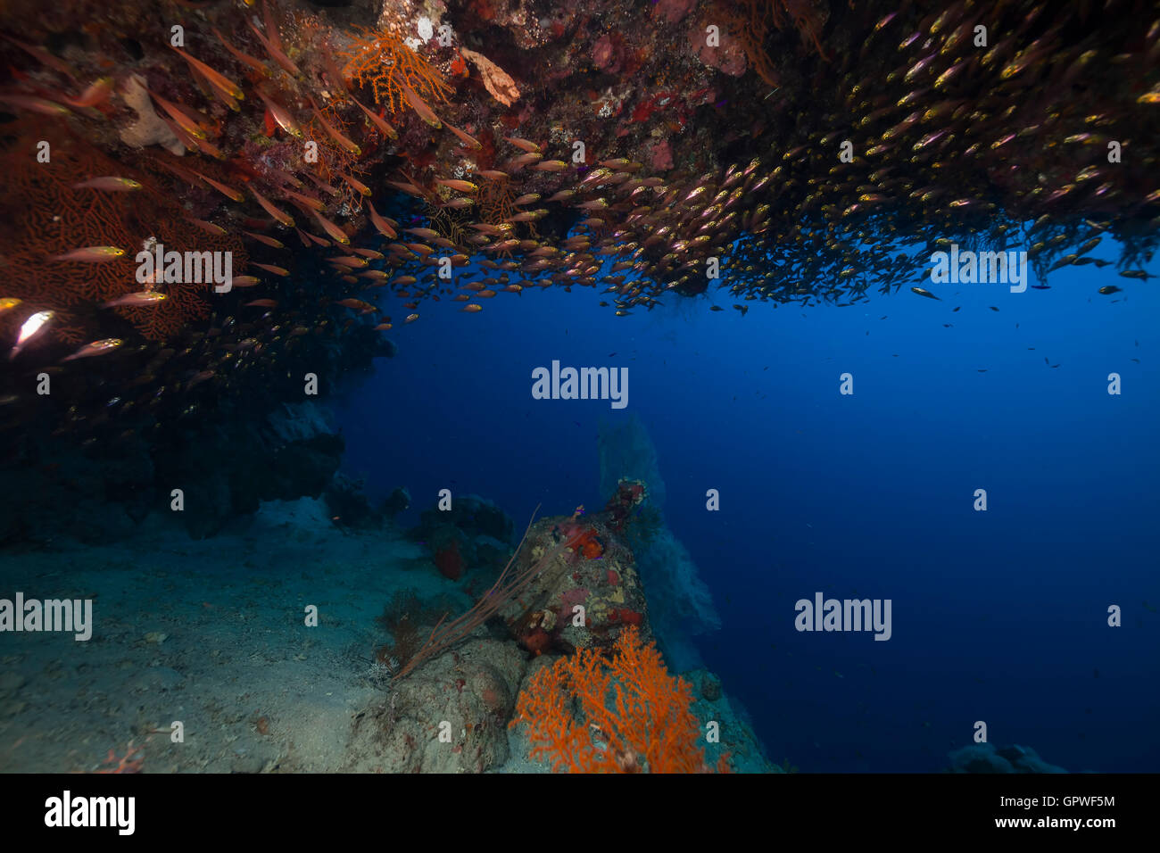 Sweepers and tropical reef in the Red Sea Stock Photo - Alamy