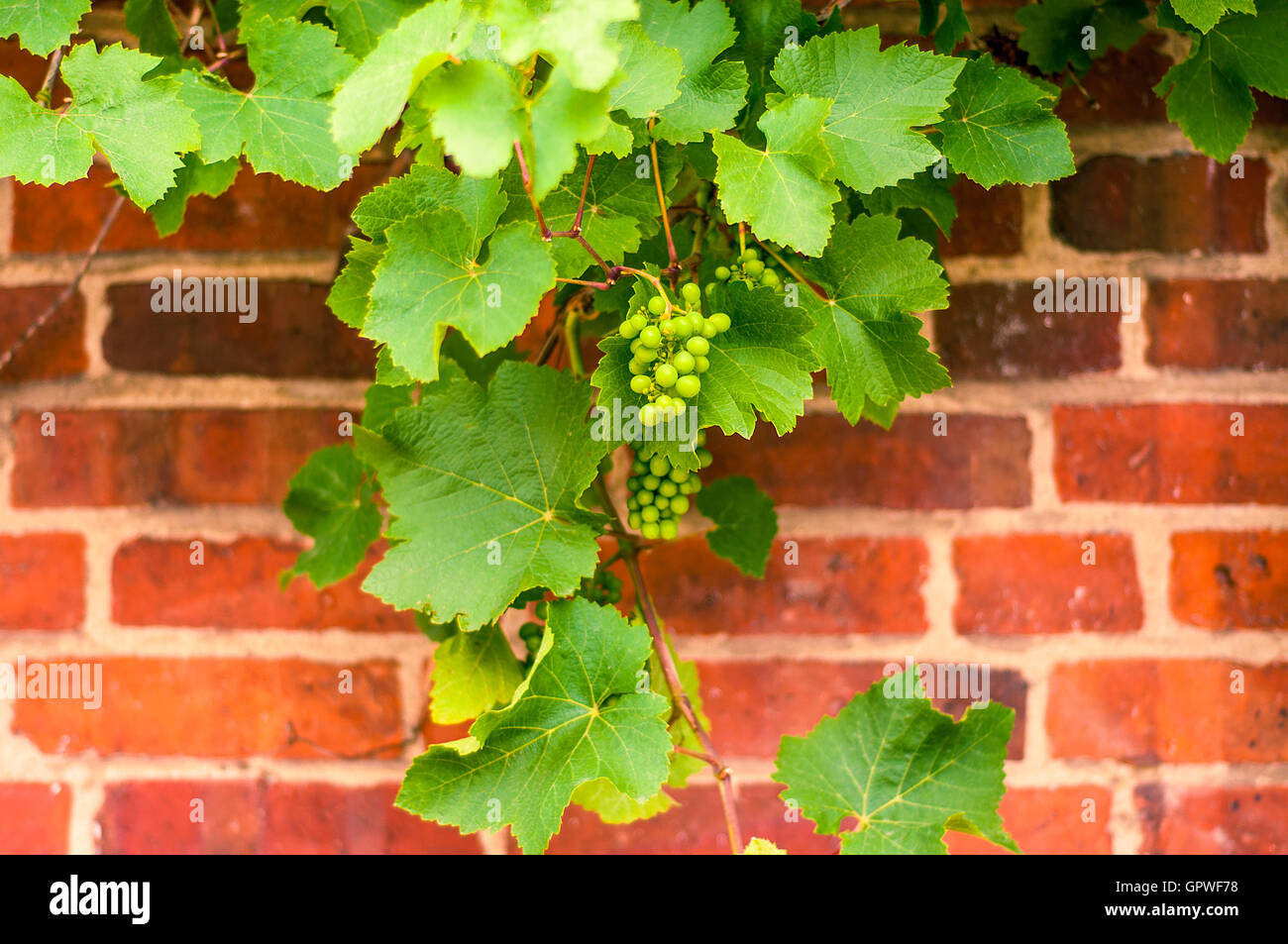 Grapevine leaf detail hi-res stock photography and images - Alamy