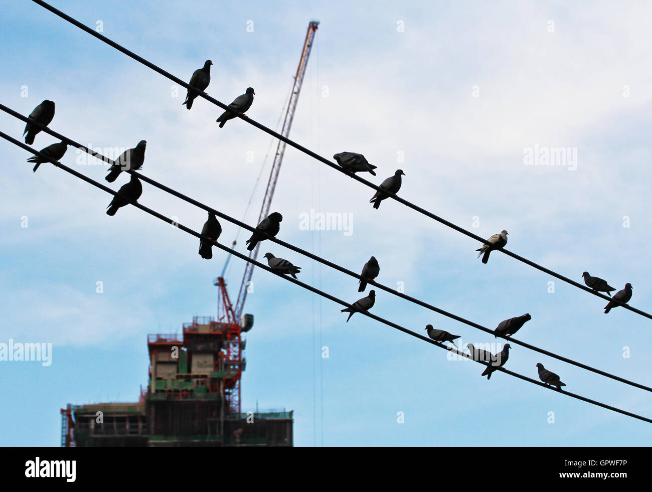 Pigeon on the cable Stock Photo - Alamy
