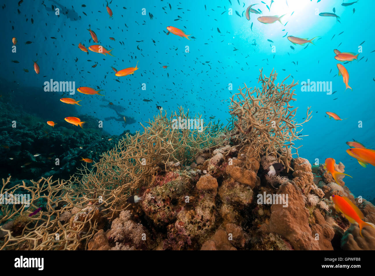 Fish and tropical reef in the Red Sea Stock Photo - Alamy