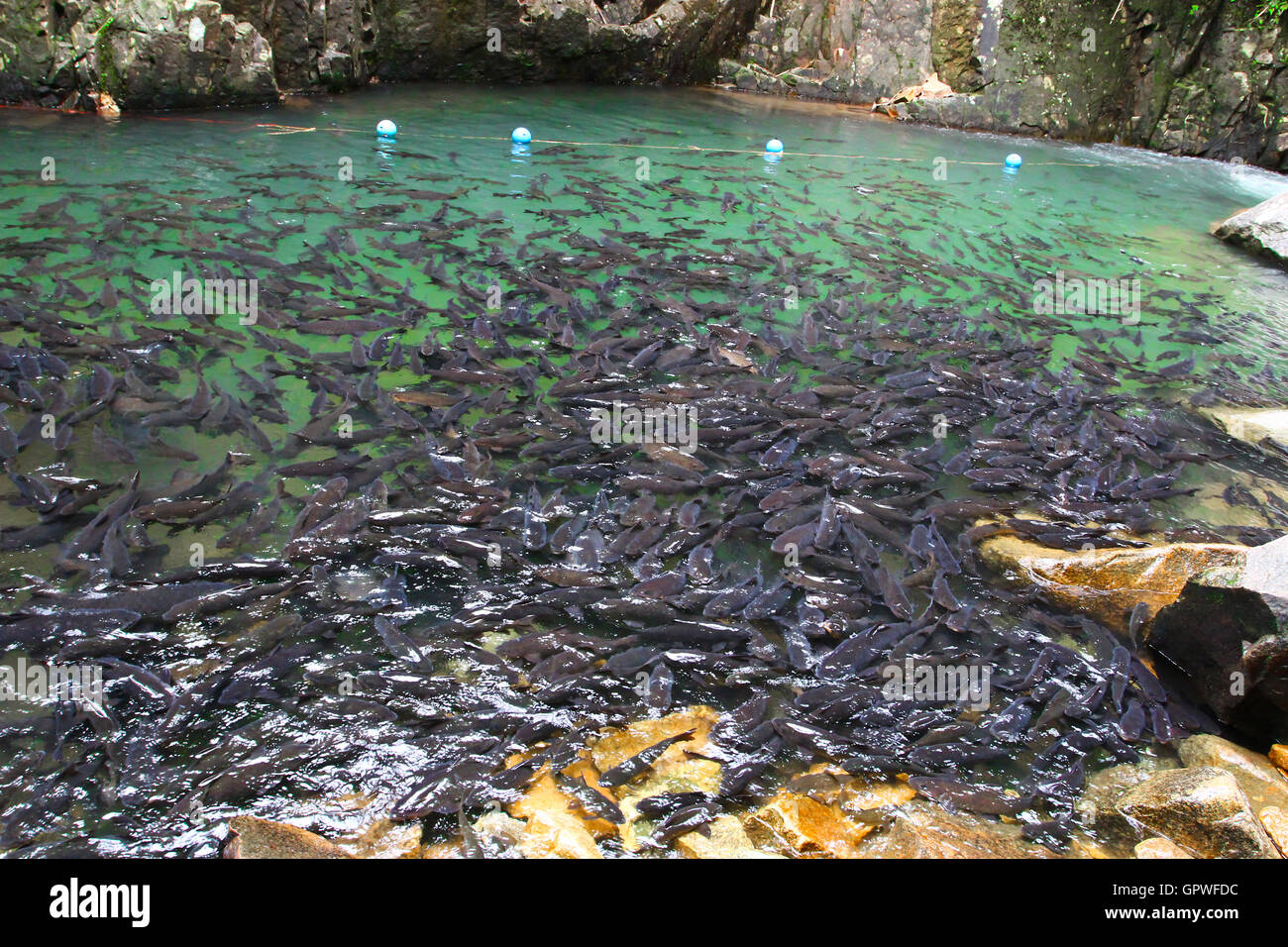 School mahseer barb fish in hi-res stock photography and images - Alamy School mahseer barb fish in hi-res stock photography and images - Alamy