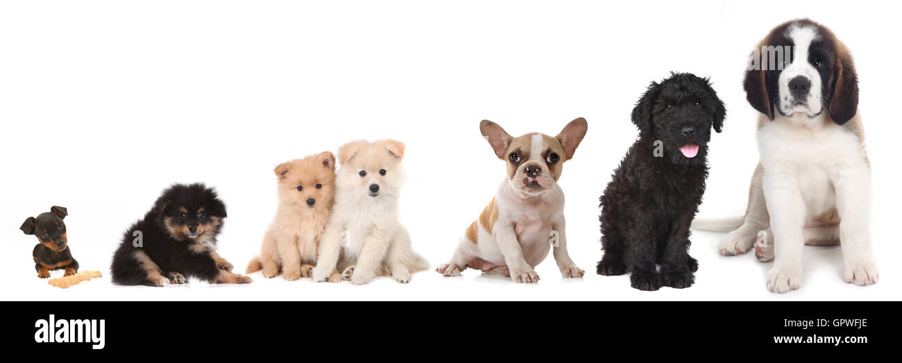 Different puppies Cut Out Stock Images & Pictures - Alamy