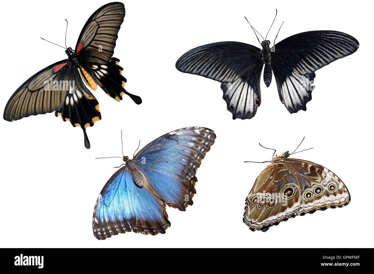 Collection of colorful butterflies isolated on white Stock Photo - Alamy
