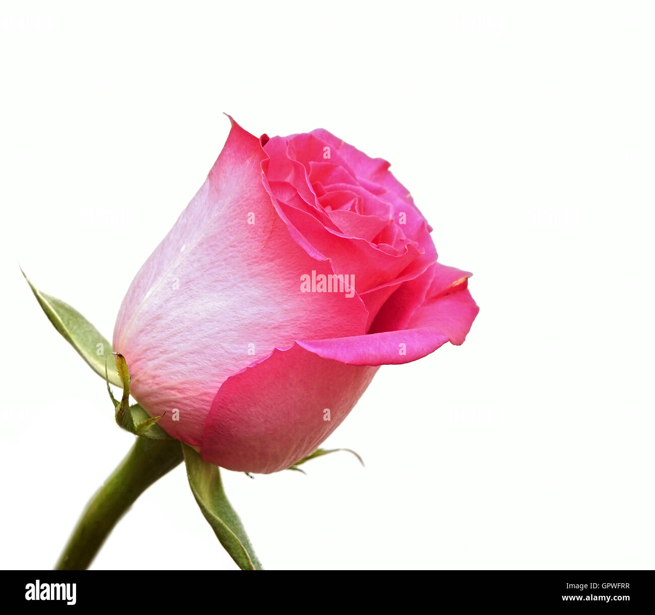 beautiful pink rose isolated on white background Stock Photo - Alamy