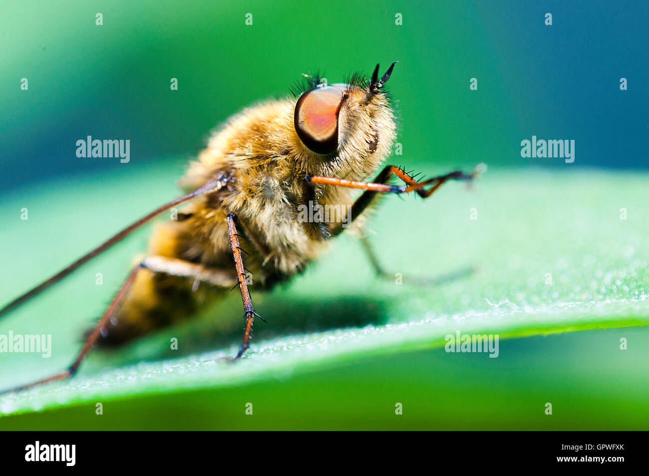 Macro of a bug Stock Photo - Alamy