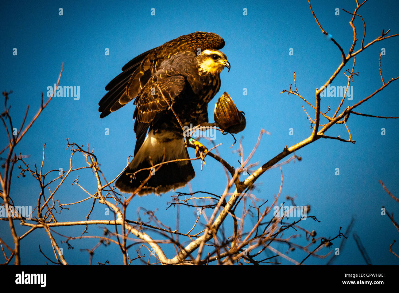 Falcon, hawk in Florida Everglades Stock Photo - Alamy