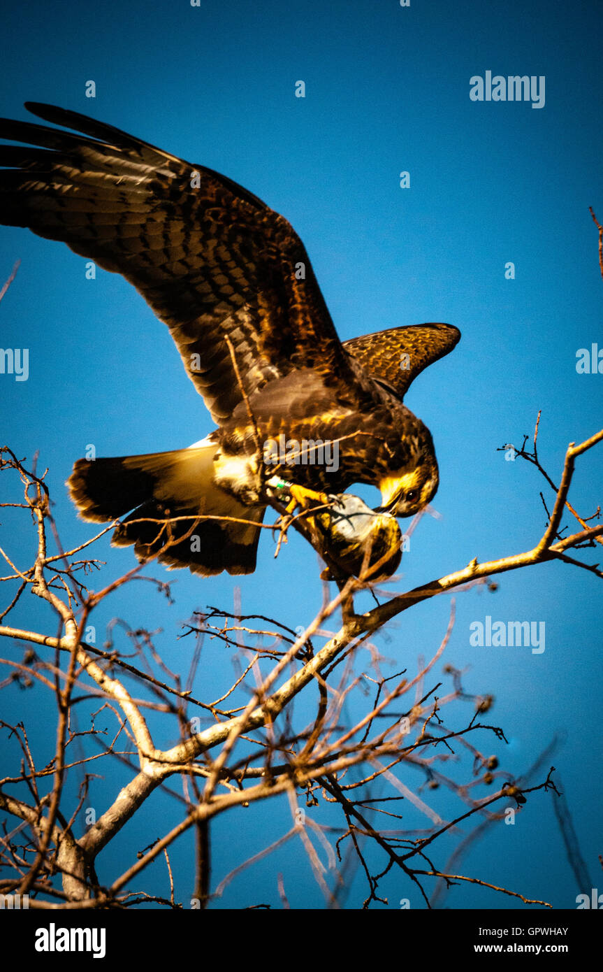 Falcon, hawk in Florida Everglades Stock Photo - Alamy