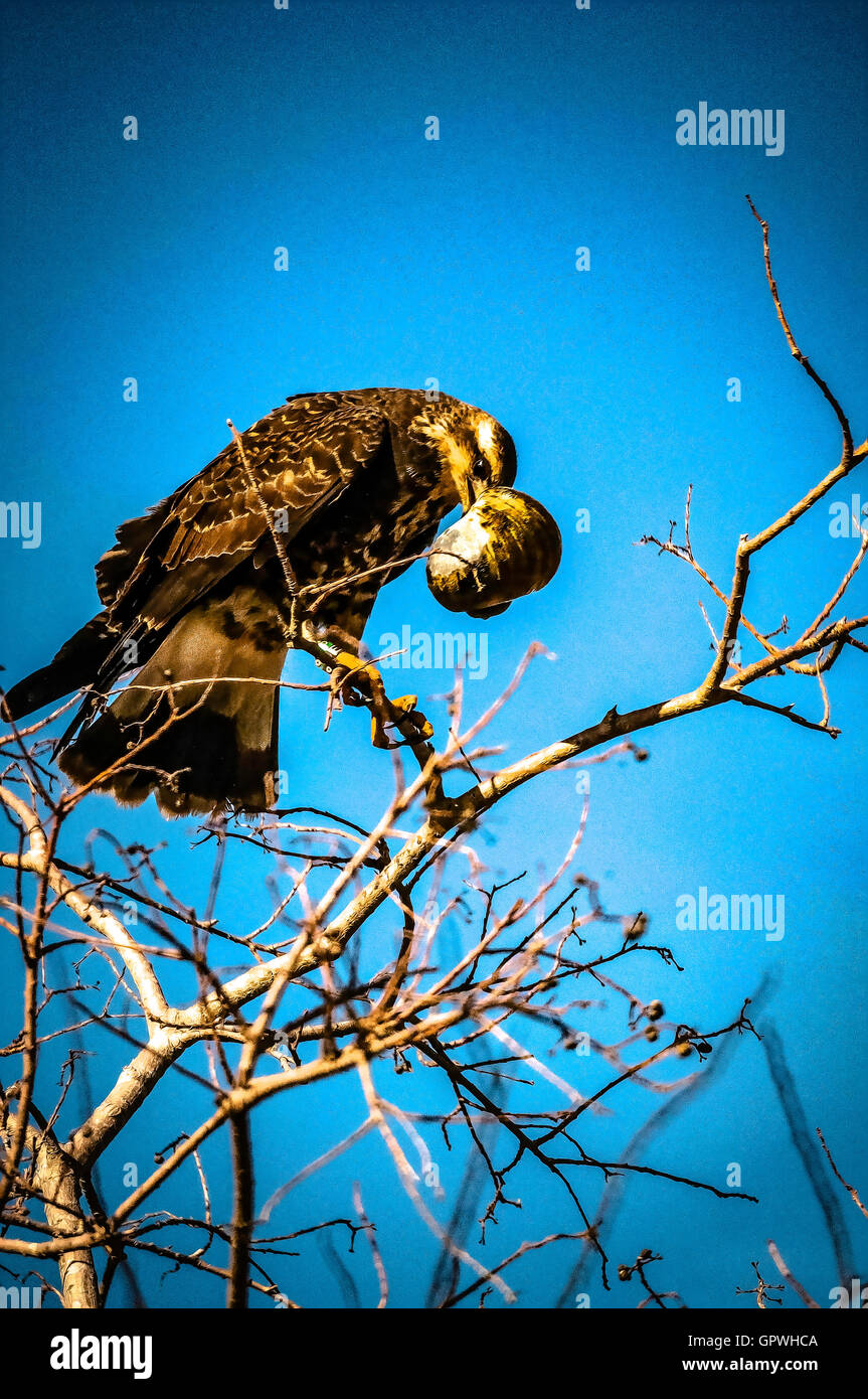 Falcon, hawk in Florida Everglades Stock Photo - Alamy