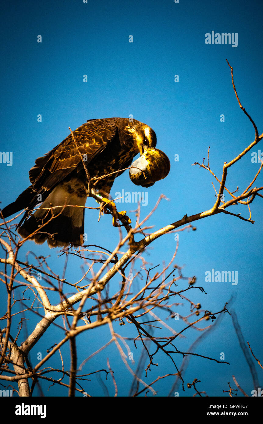 Falcon, hawk in Florida Everglades Stock Photo - Alamy